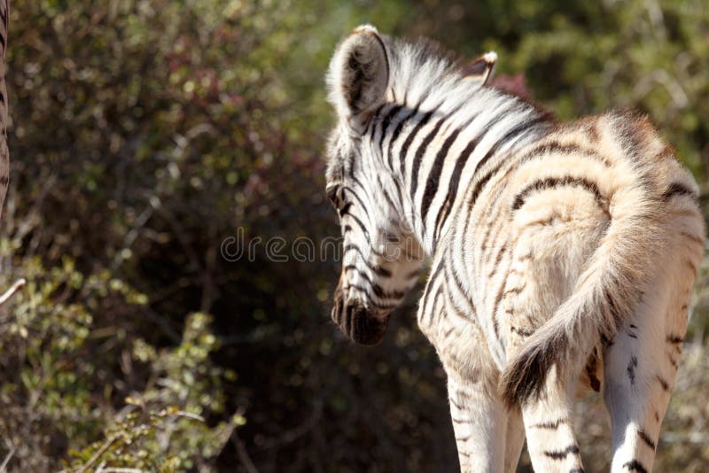 Baby Zebra walking away stock photo. Image of eating - 84251170