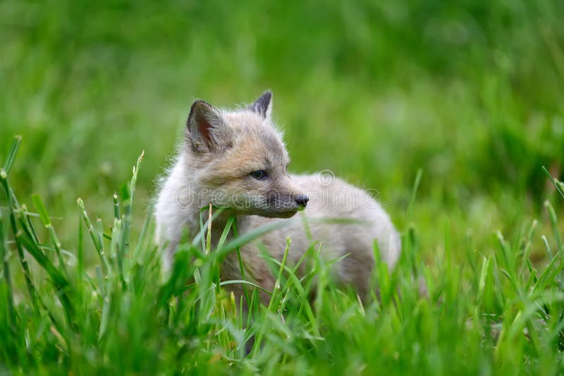 Baby zilveren vos stock foto. Image of weinig, sluit - 92833146