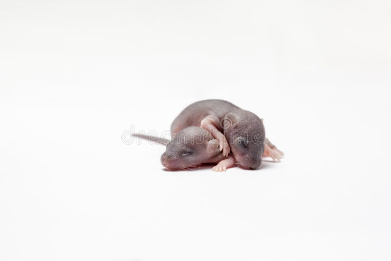 Baby zwei einer Maus stockbild. Bild von ratte, tiere - 51970249