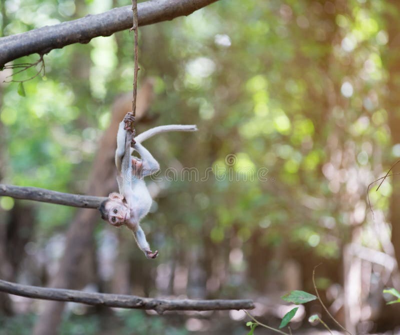 Baby-Affe auf dem Baum stockbild. Bild von nave, dschungel - 75023071