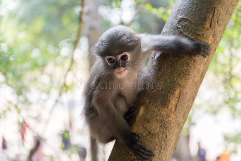 Affe, der vom Baum hängt stockfoto. Bild von tier, himmel - 4226552