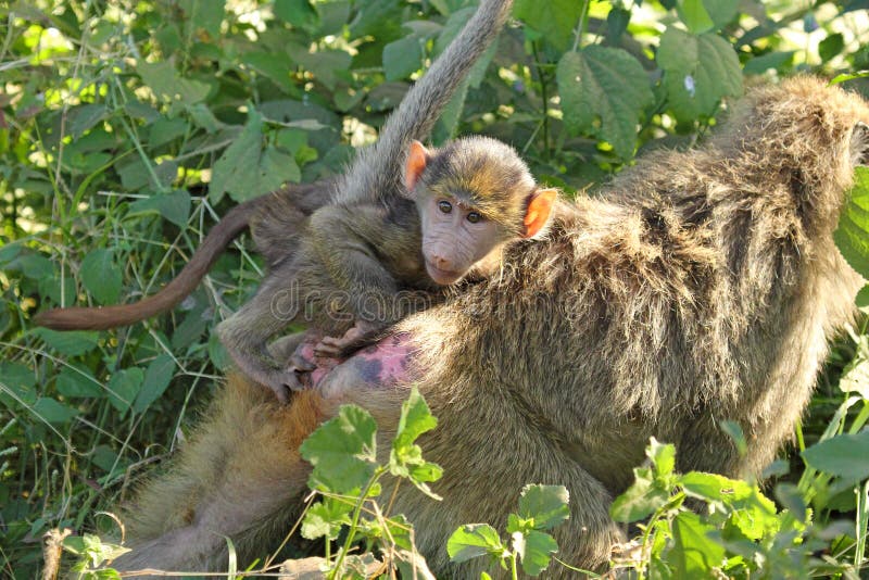 Babybaviaan Op De Rug Van Zijn Moeder Stock Afbeelding - Image of ...
