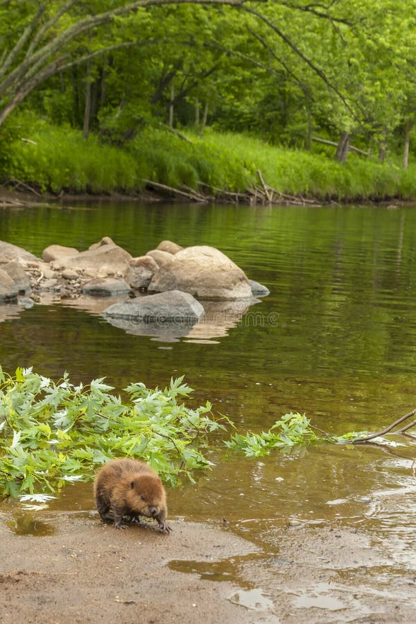 Babybever stock foto. Image of rand, bever, leuk, gevangene - 73614360
