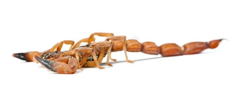 Chela Insect Stock Photos - Free & Royalty-Free Stock Photos from ...