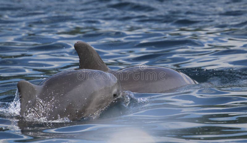 Babydelphin und -mutter stockfoto. Bild von mütter, delphin - 135892292