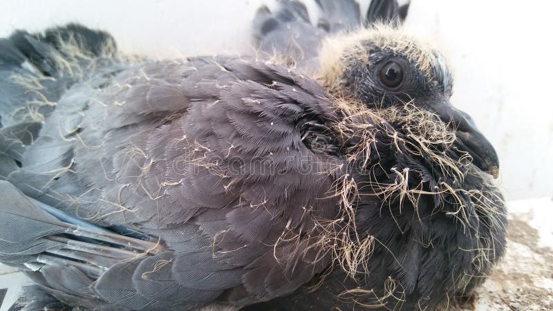 Babyduif stock foto. Image of aanpassen, proberen, duif - 78190536