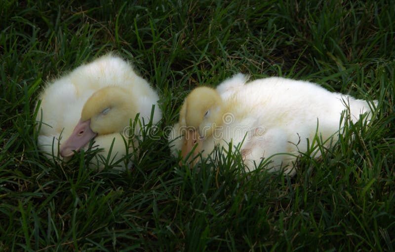 Eenden op het gras stock afbeelding. Image of baby, eend - 182860769