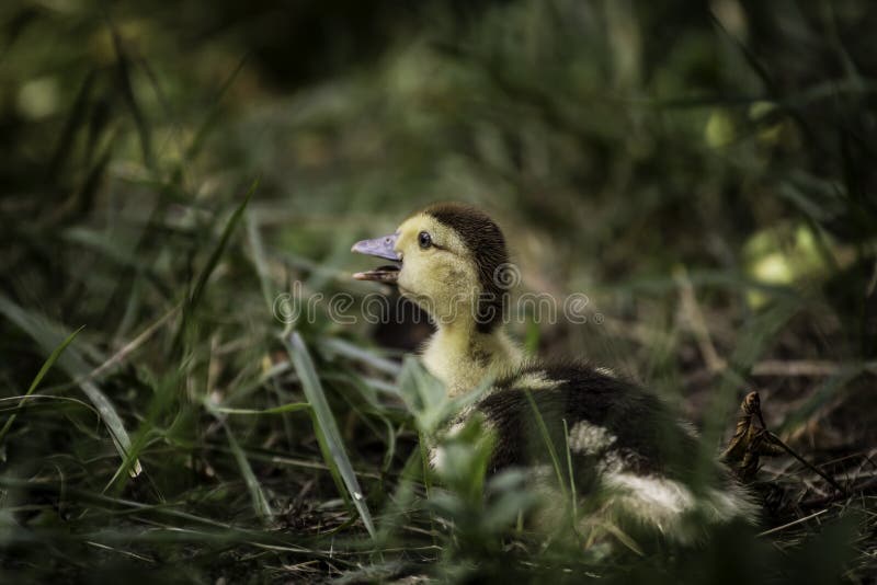 Babyente im Gras stockfoto. Bild von entzückend, nahaufnahme - 76354448