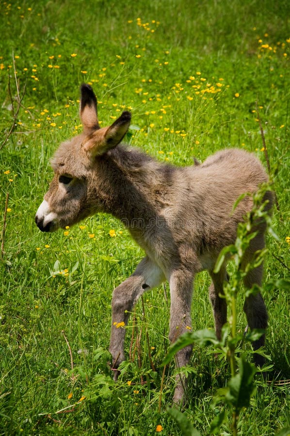 Babyesel in der Natur stockfoto. Bild von familie, draussen - 35672470