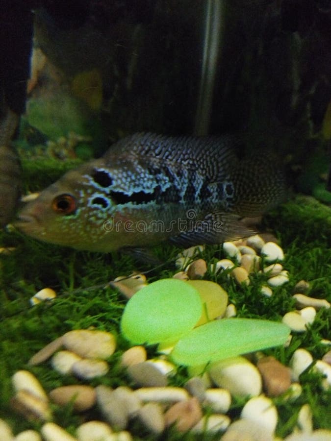 Babyfish stock image. Image of louhan, fish, beautifulbabyfish - 271951067