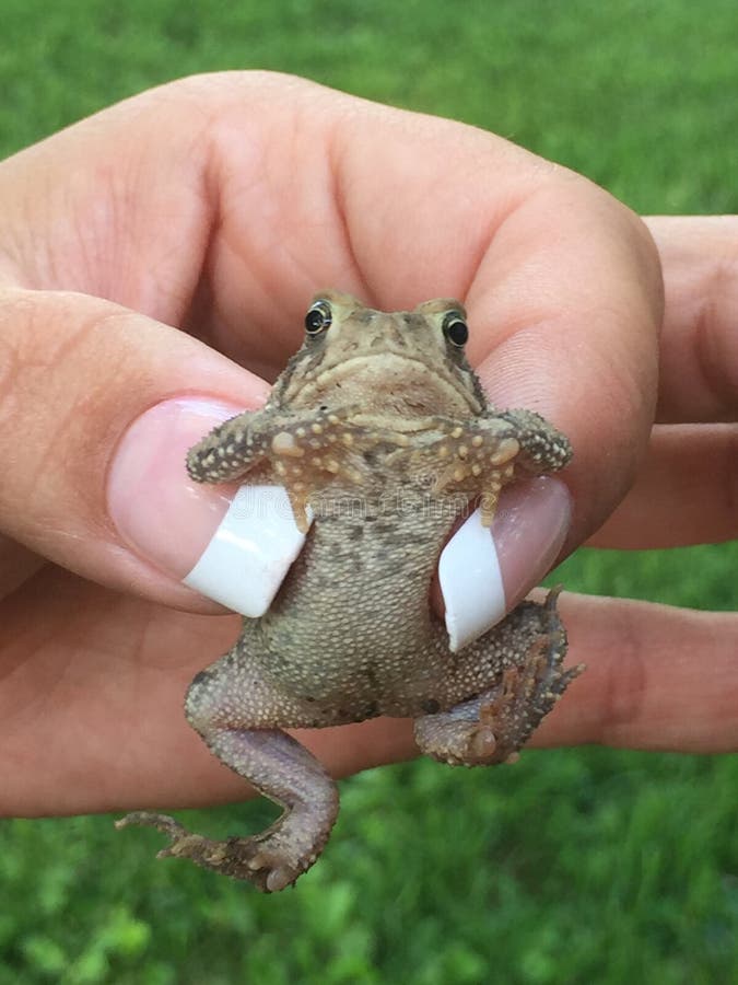 Baby-Frosch in der Hand stockfoto. Bild von frosch, muster - 122388256