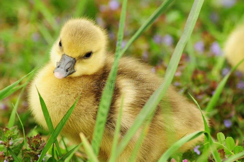 Babygans stock afbeelding. Image of landbouwbedrijf, voedsel - 69722783
