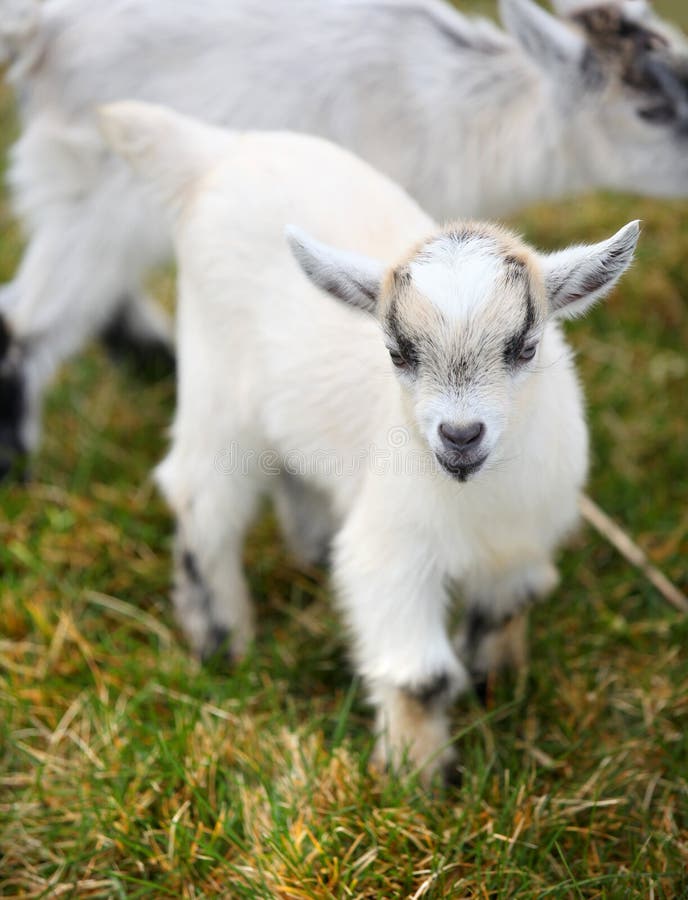 De geit van de baby stock foto. Image of kant, pret, weinig - 29048534