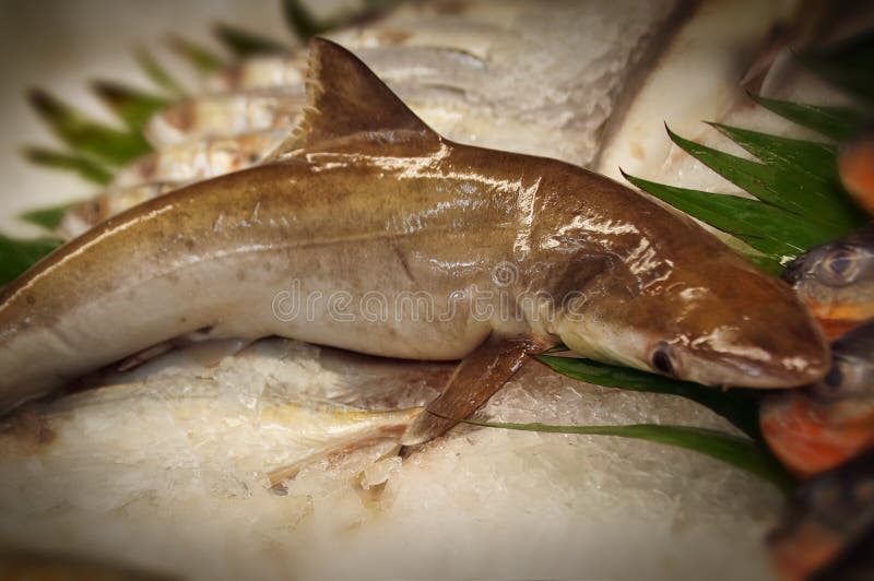 Haifisch stockbild. Bild von jäger, blau, tief, esser - 37848925