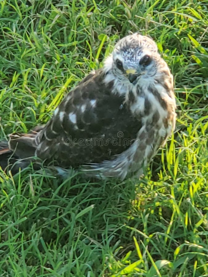 Babyhawk stockfoto. Bild von rettung, tiere, falke, schätzchen - 159459090