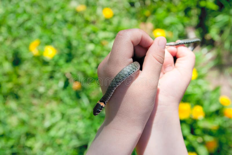 A Babyish Hand with Grass Snake Stock Photo - Image of snake, wild ...