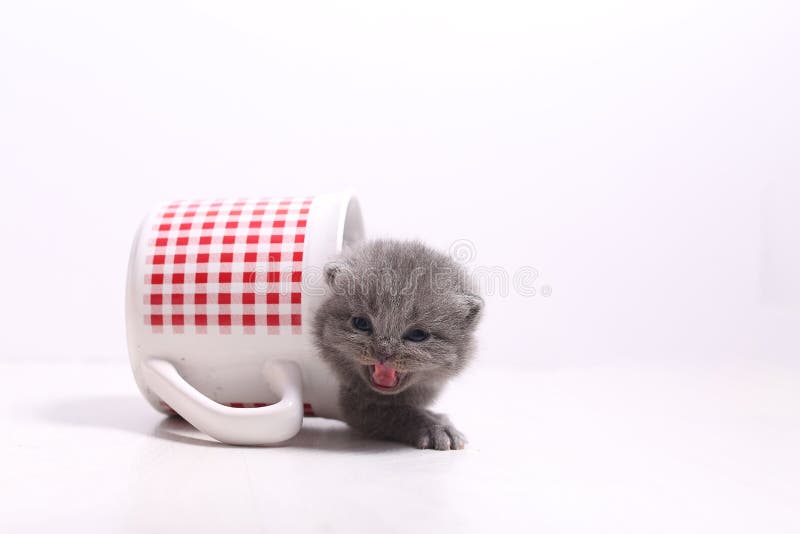Babykatze in einem Becher stockbild. Bild von becher - 95145893