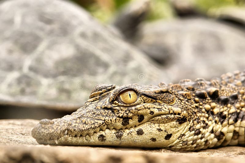 De Krokodil Van De Baby Van Nilo Stock Foto - Image of carnivoor, leuk ...