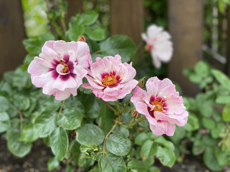 Babylon eyes roses stock photo. Image of babylon, eyes - 191587484