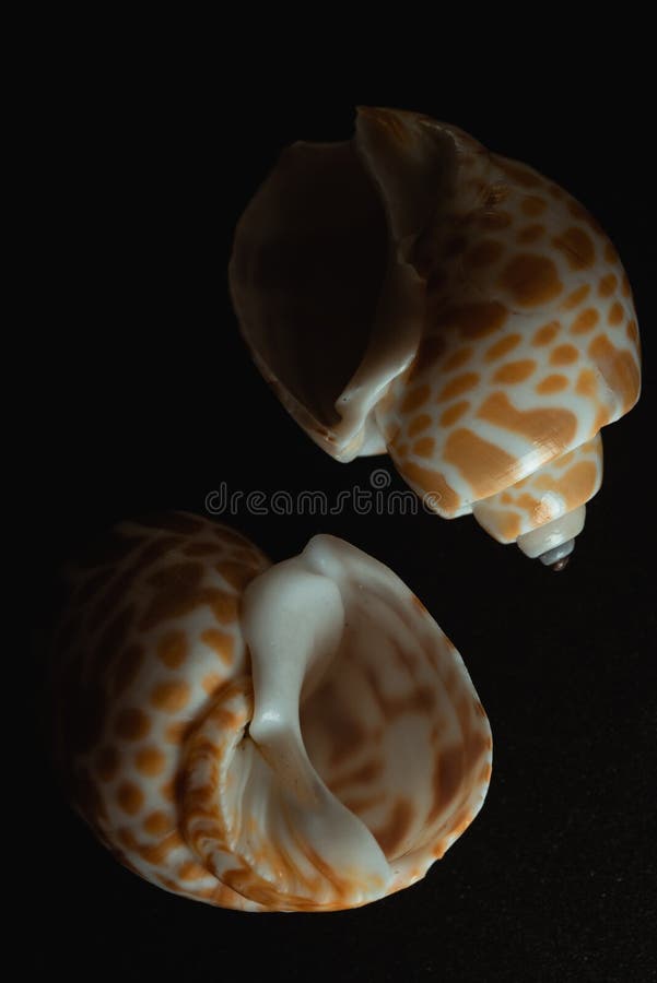 Babylon Snail Shell Macro Close Up Stock Image - Image of babylonia ...