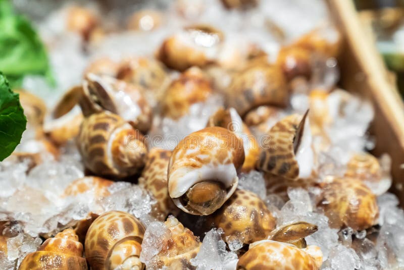 Babylon Snails Seafood on Ice Stock Image - Image of tasty, shellfish ...