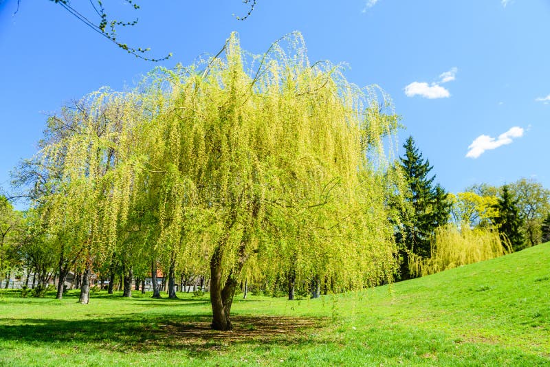 Babylon Willow Salix Babylonica in a Pubkic Park on Spring Stock Image ...