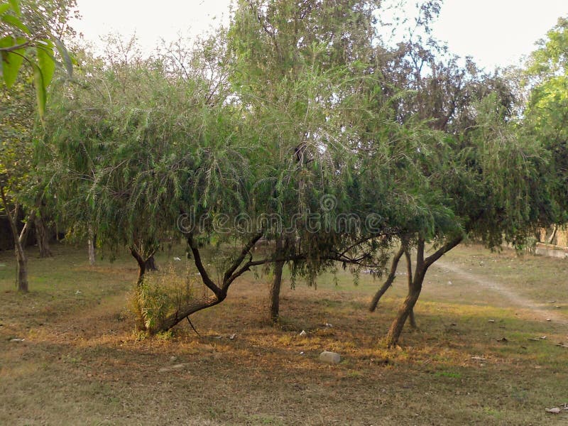 Babylon Willow Tree Standing Obliquely on Grass Field with Other Trees ...