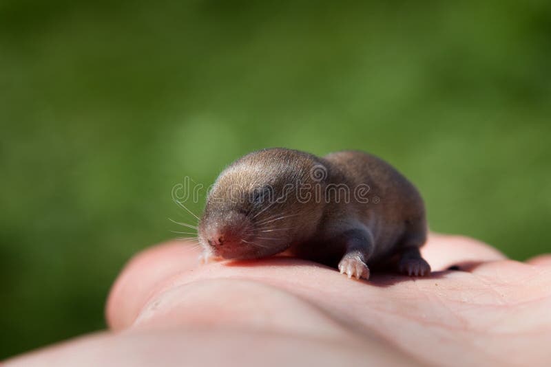 Babymuis stock afbeelding. Image of baby, bruin, pasgeboren - 41098459