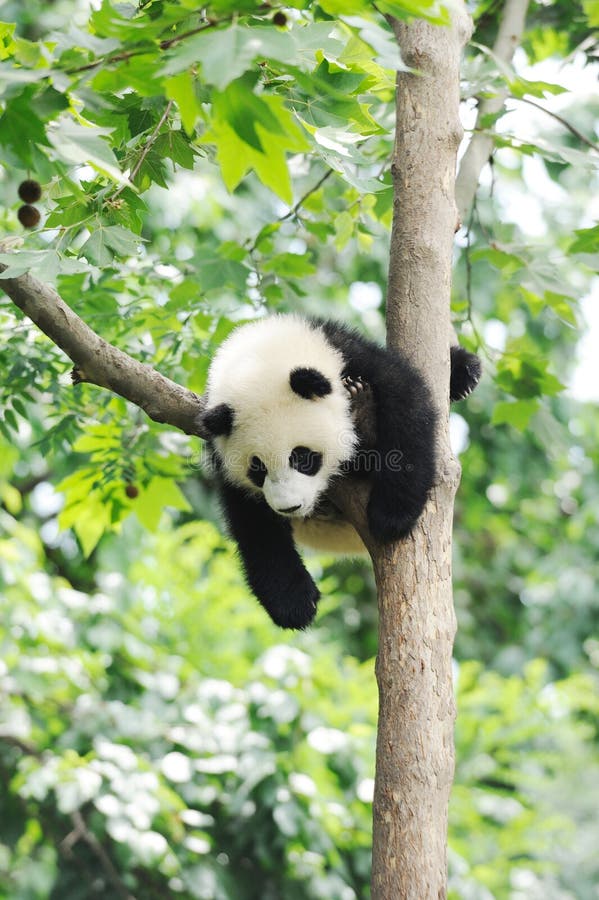Babypanda op de boom stock foto. Image of dieren, leuk - 30746442