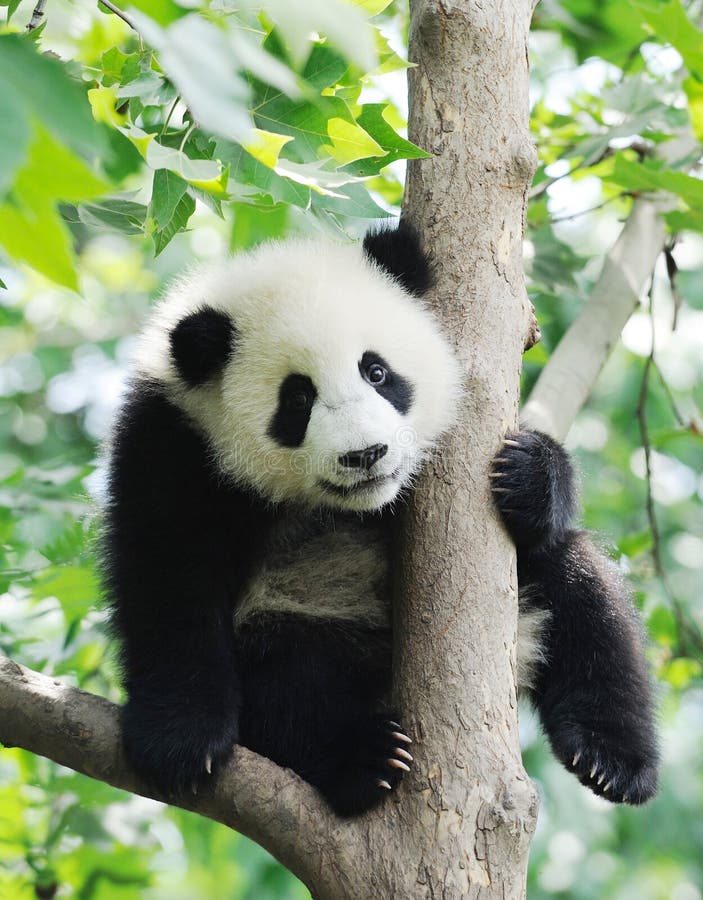 Babypanda op de boom stock foto. Image of gevaar, weinig - 30966734