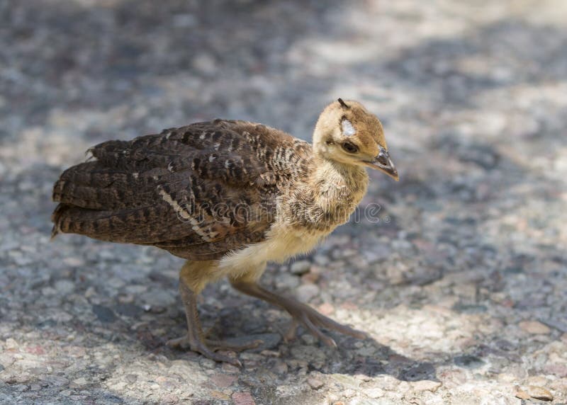 Babypfau, Pavo cristatus stockfoto. Bild von aufwendig - 58641310