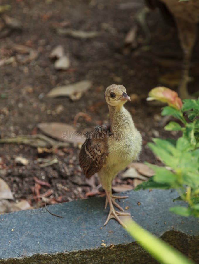Baby-Pfau stockfoto. Bild von unreif, beige, pfau, geflügel - 75341036
