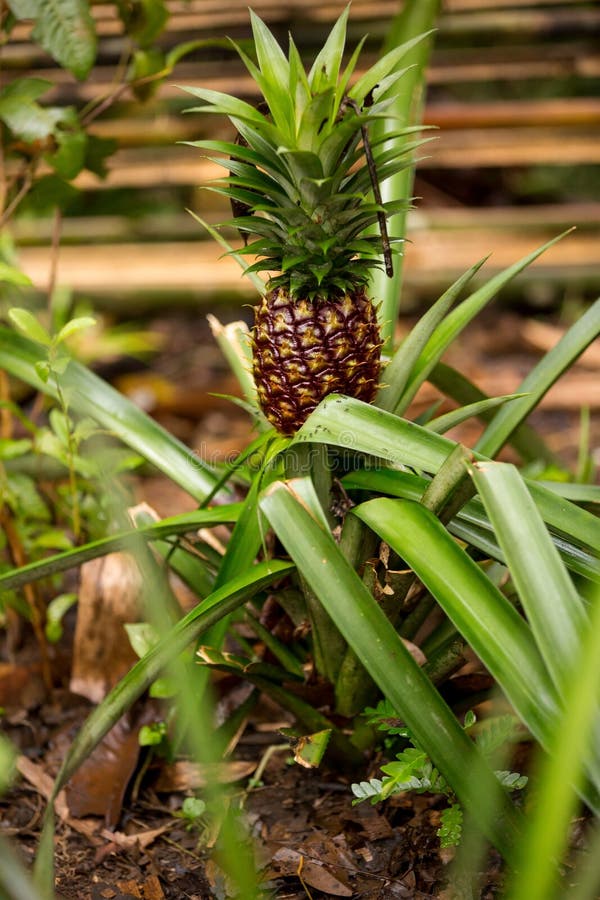 Eine Rote Ananas Des Babys Im Bauernhof Stockbild - Bild von baum ...
