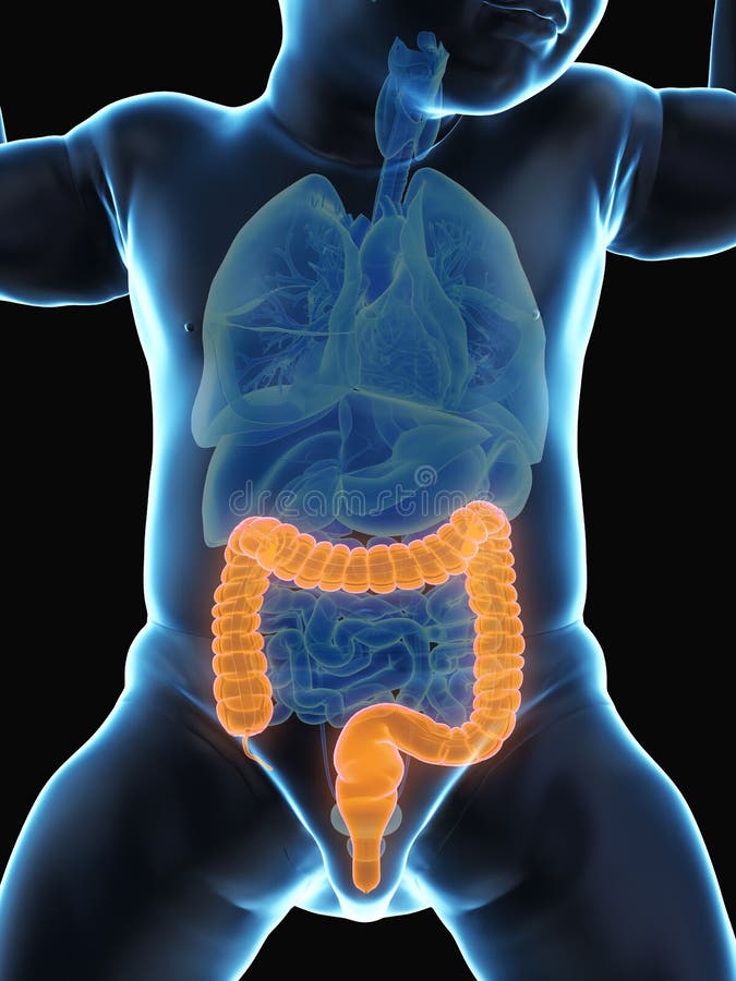 The colon of a baby stock illustration. Illustration of gastric - 38863966