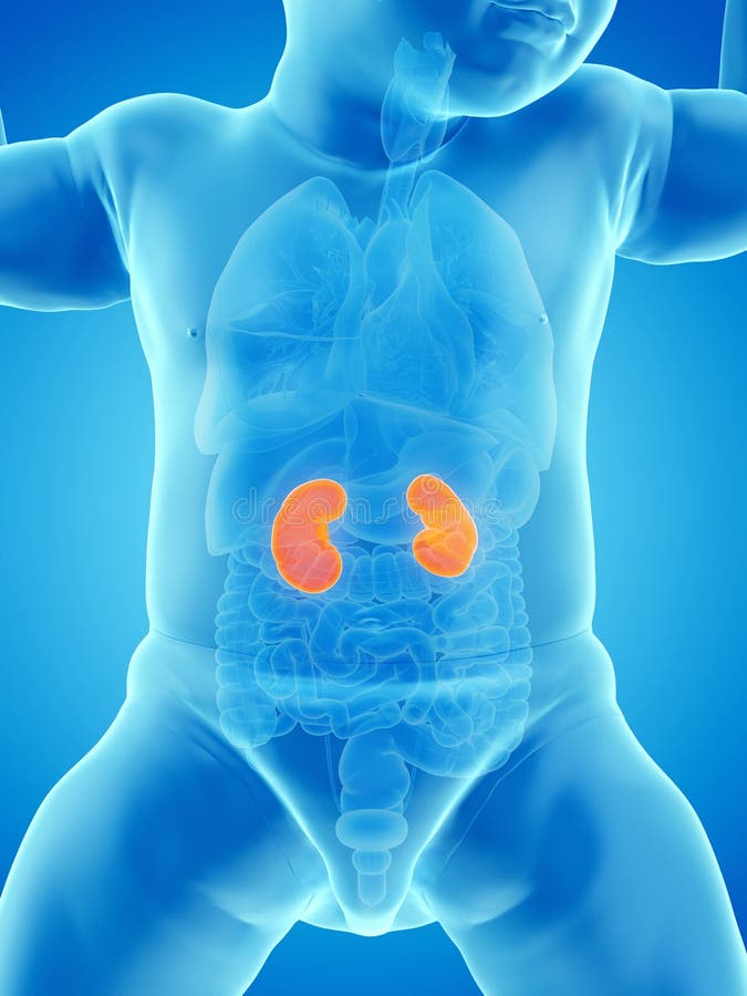 A babys kidneys stock illustration. Illustration of kidneys - 149529191
