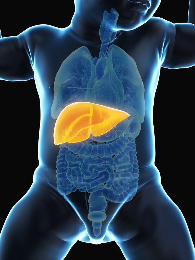 A babys liver stock illustration. Illustration of hilum - 168611189
