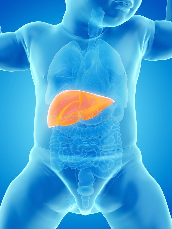 Baby Liver Anatomy Stock Illustrations – 84 Baby Liver Anatomy Stock ...