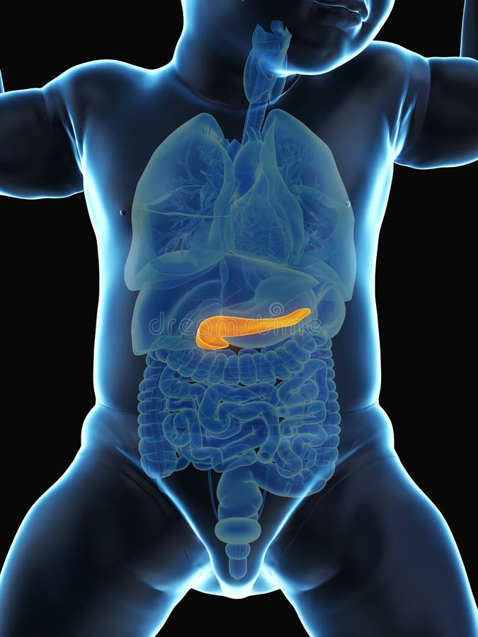 A babys pancreas stock illustration. Illustration of anatomy - 168611203