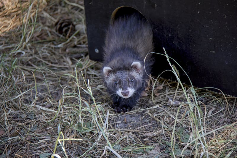 Babys van bunzing stock afbeelding. Image of dieren - 123852291