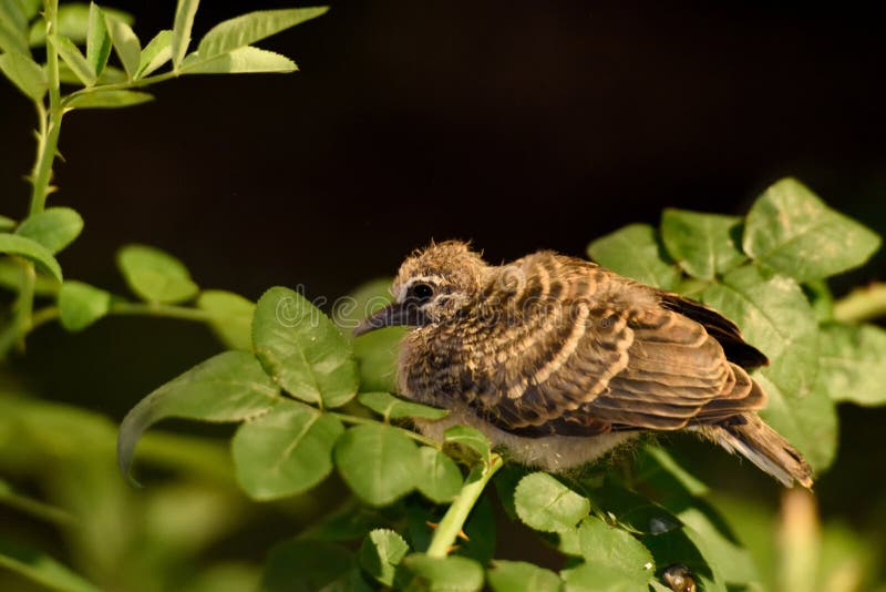 Babytaube stockfoto. Bild von frieden, schätzchen, zweig - 103944672