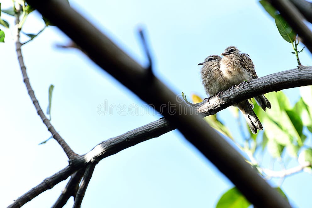 Babytaube stockbild. Bild von vögel, feder, taube, zwillinge - 103945733