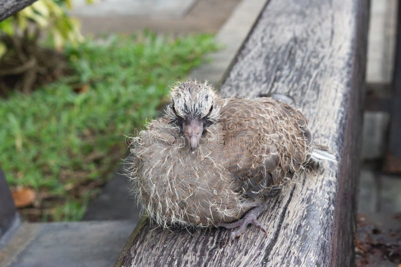 Babytaube stockfoto. Bild von frieden, schätzchen, zweig - 103944672