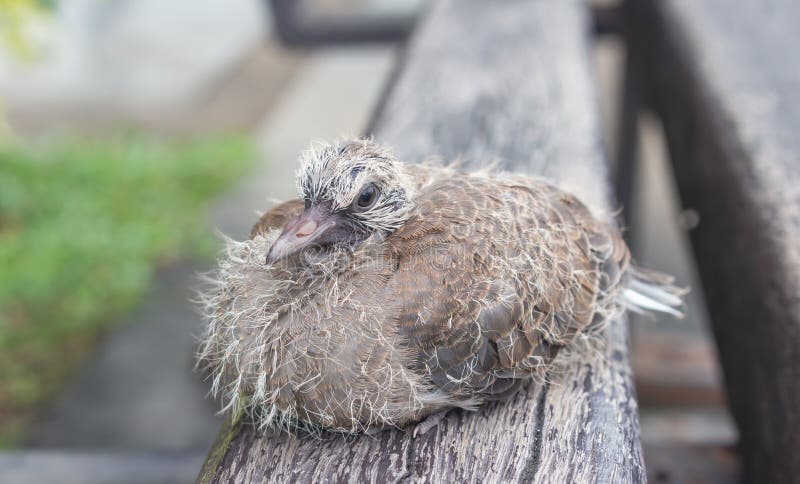 Babytaube Schlafen in Einem Nest Stockbild - Bild von familie, porträt ...