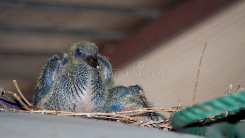Babytaube stockbild. Bild von quietsche, gesicht, wildnis - 93729595