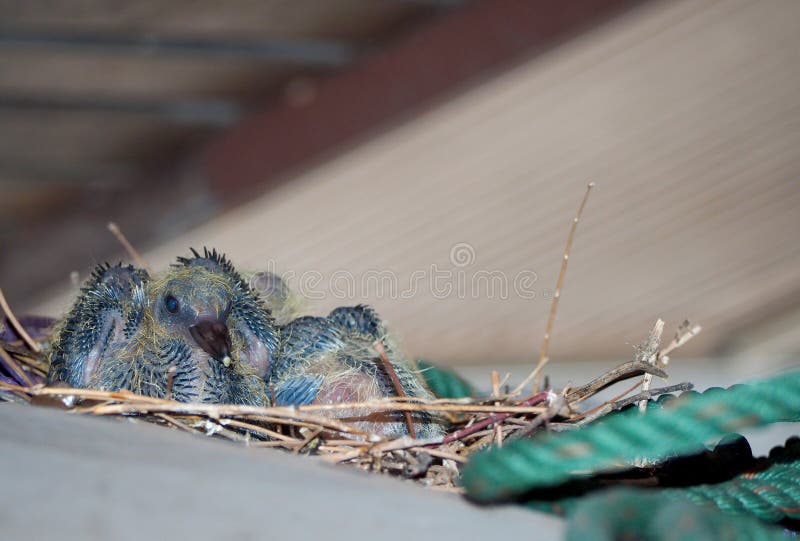 Babytaube stockbild. Bild von quietsche, gesicht, wildnis - 93729595