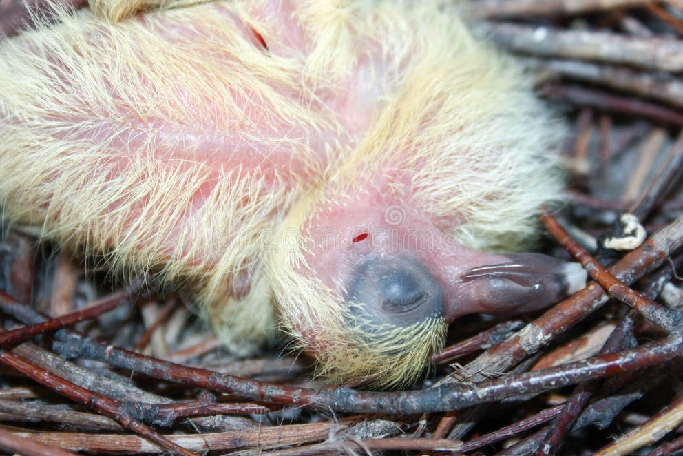 Babytaube Schlafen in Einem Nest Stockbild - Bild von familie, porträt ...