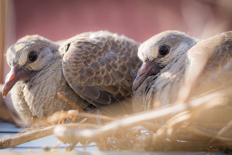 Babytaube stockbild. Bild von vögel, feder, taube, zwillinge - 103945733