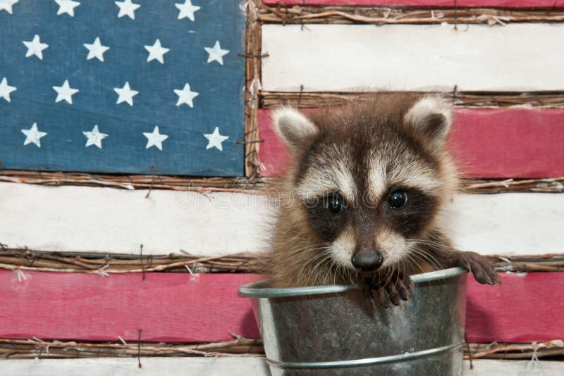 De Wasbeer En Het Stekelvarken Van De Baby Stock Foto - Afbeelding ...