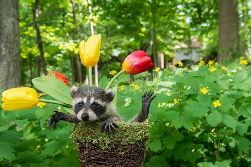 Babywasbeer Die Leren Te Beklimmen Stock Afbeelding - Image of gras ...