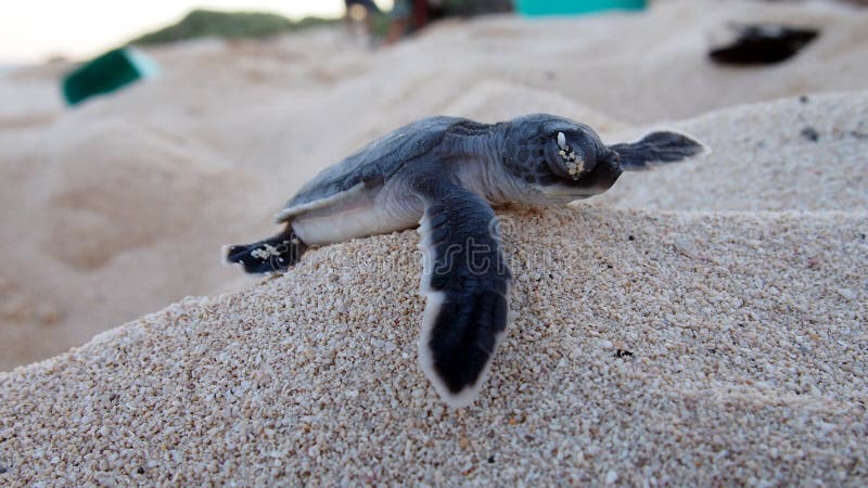 Overzeese Van De Baby Schildpad in Oceaan Stock Afbeelding - Image of ...